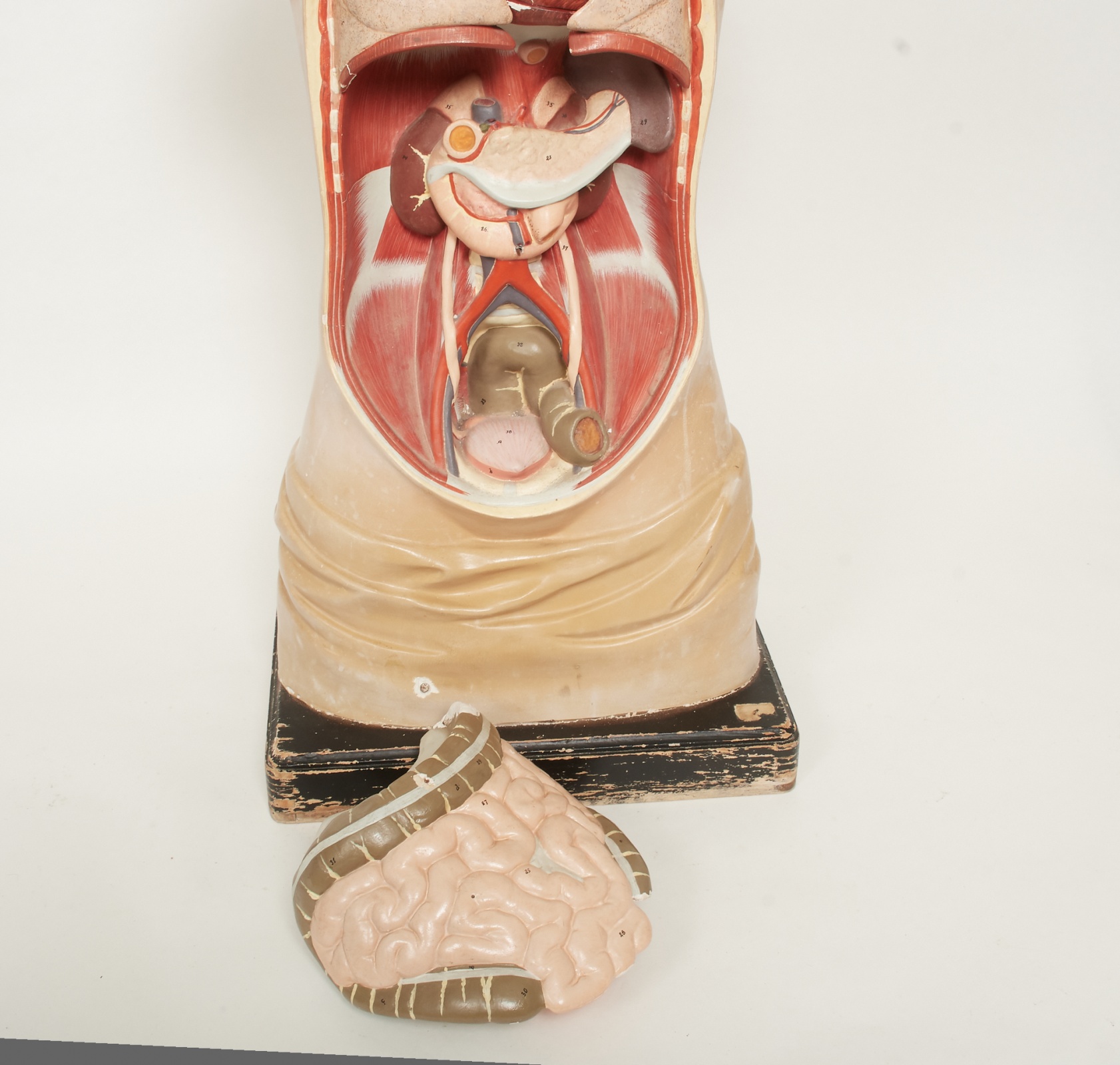 Stor anatomisk modell | Auktion.se